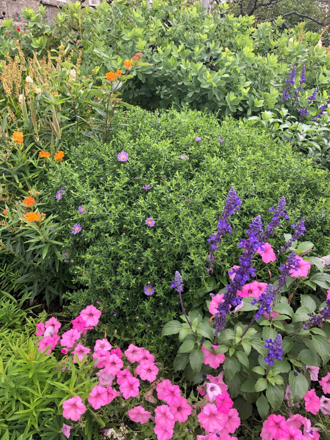 Growing Native: Bringing Back the Pollinators This Saturday! - Rockport ...